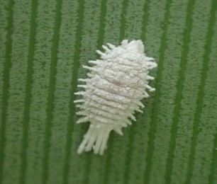 Leaf Hopper Factsheet – Northern Tree Care