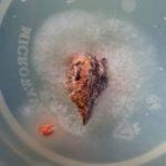 Brown Root Rot – Northern Tree Care