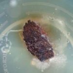 Brown Root Rot – Northern Tree Care