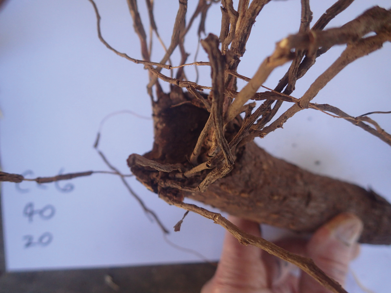Tree Roots; Cut or Break – Northern Tree Care